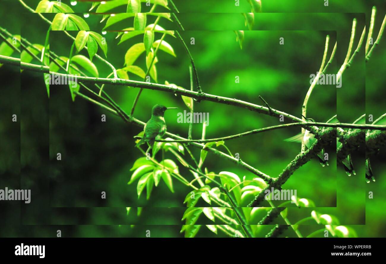 Multiple color leaf hi-res stock photography and images - Alamy