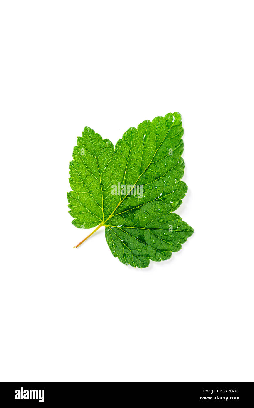 Blackcurrant leaf isolated on white backround Stock Photo - Alamy