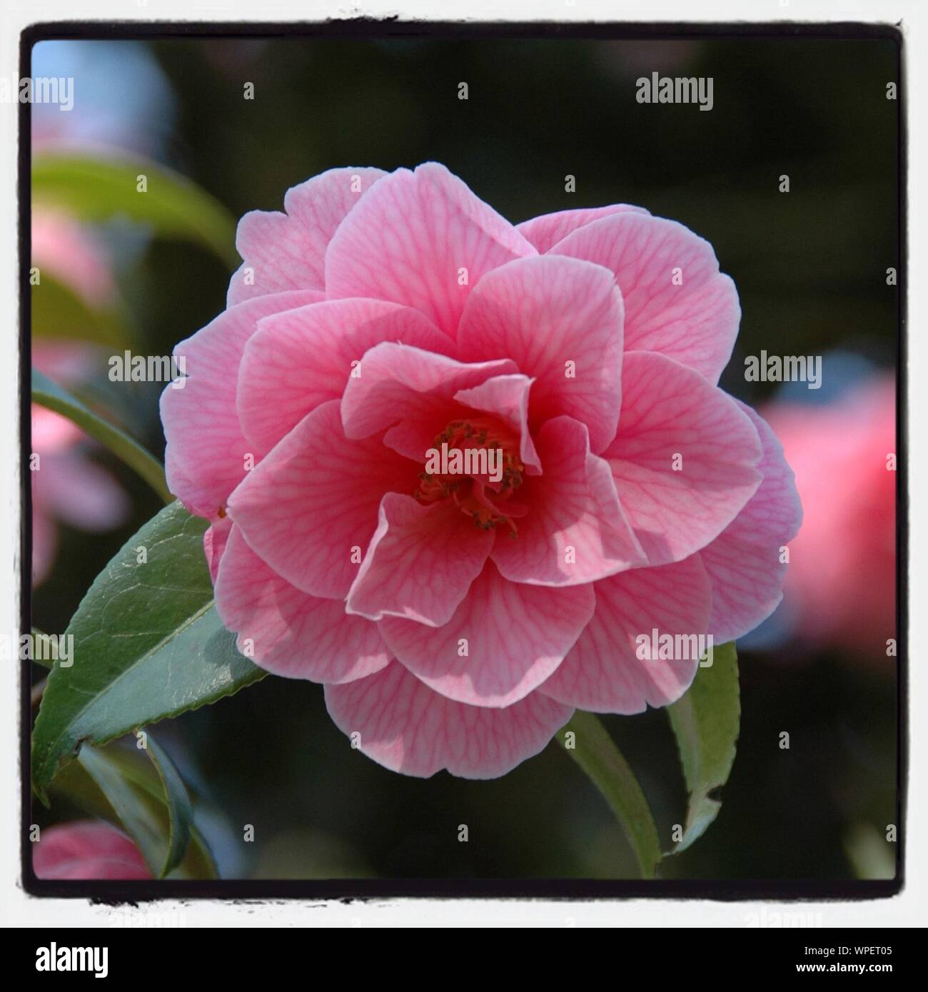Close up single flower camellia hi-res stock photography and images - Alamy