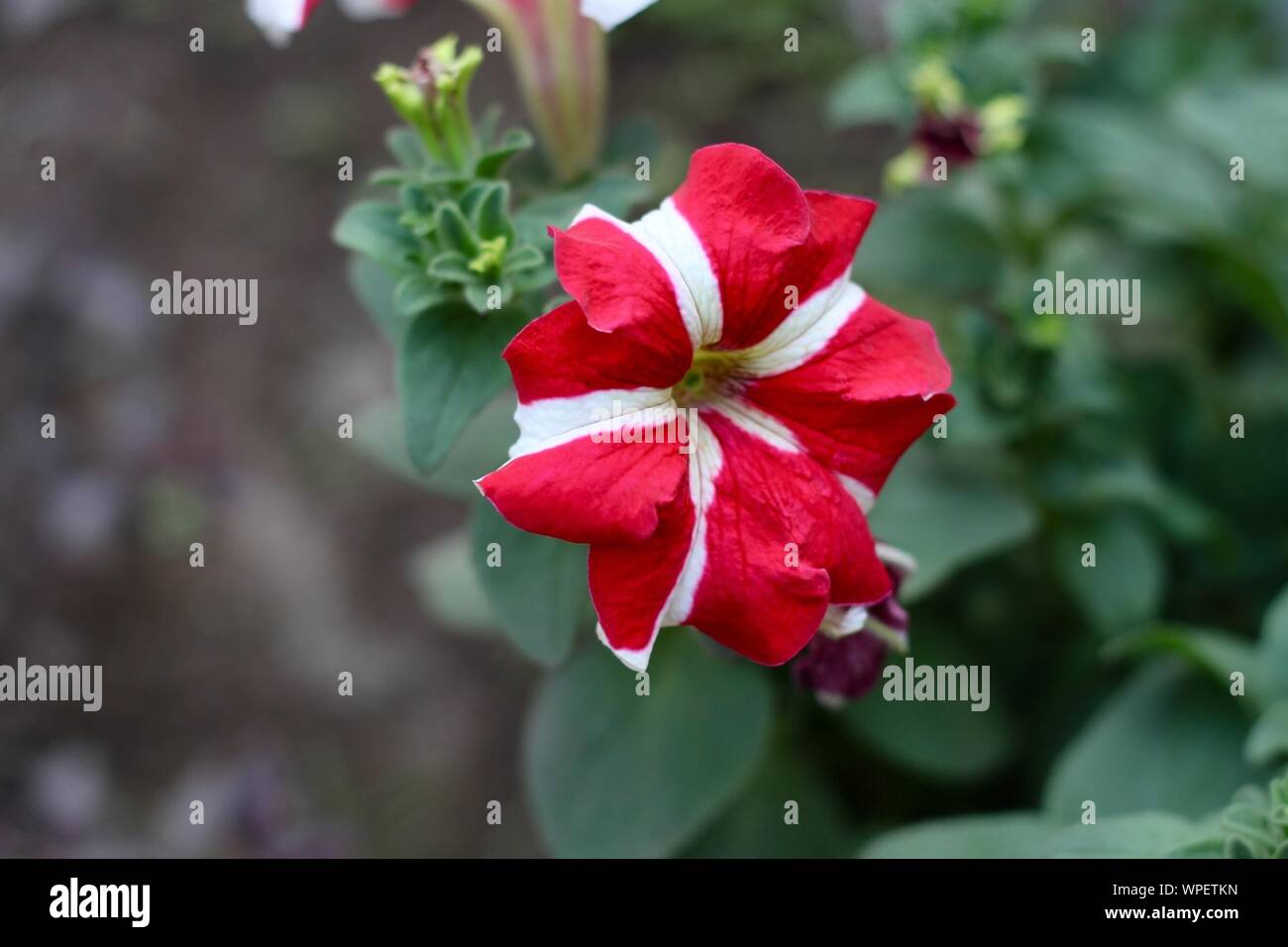 Red white flower garden hi-res stock photography and images - Alamy