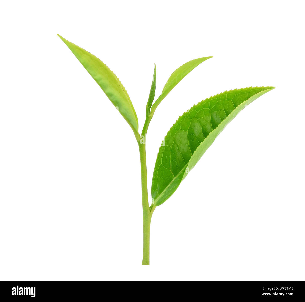 green tea leaf isolated on white Stock Photo - Alamy