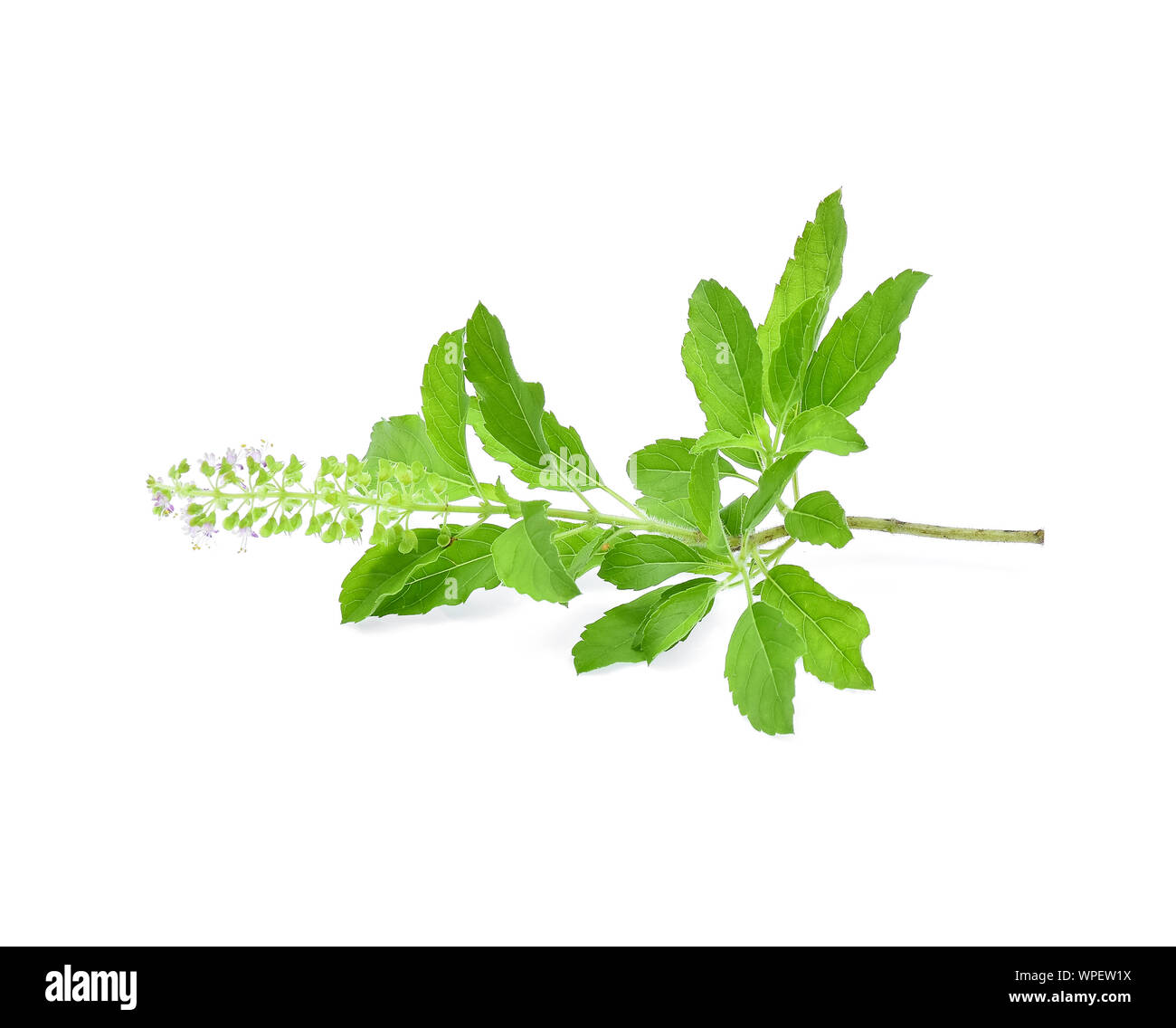 Basil flower, stalk and leaves isolated on a white Stock Photo - Alamy