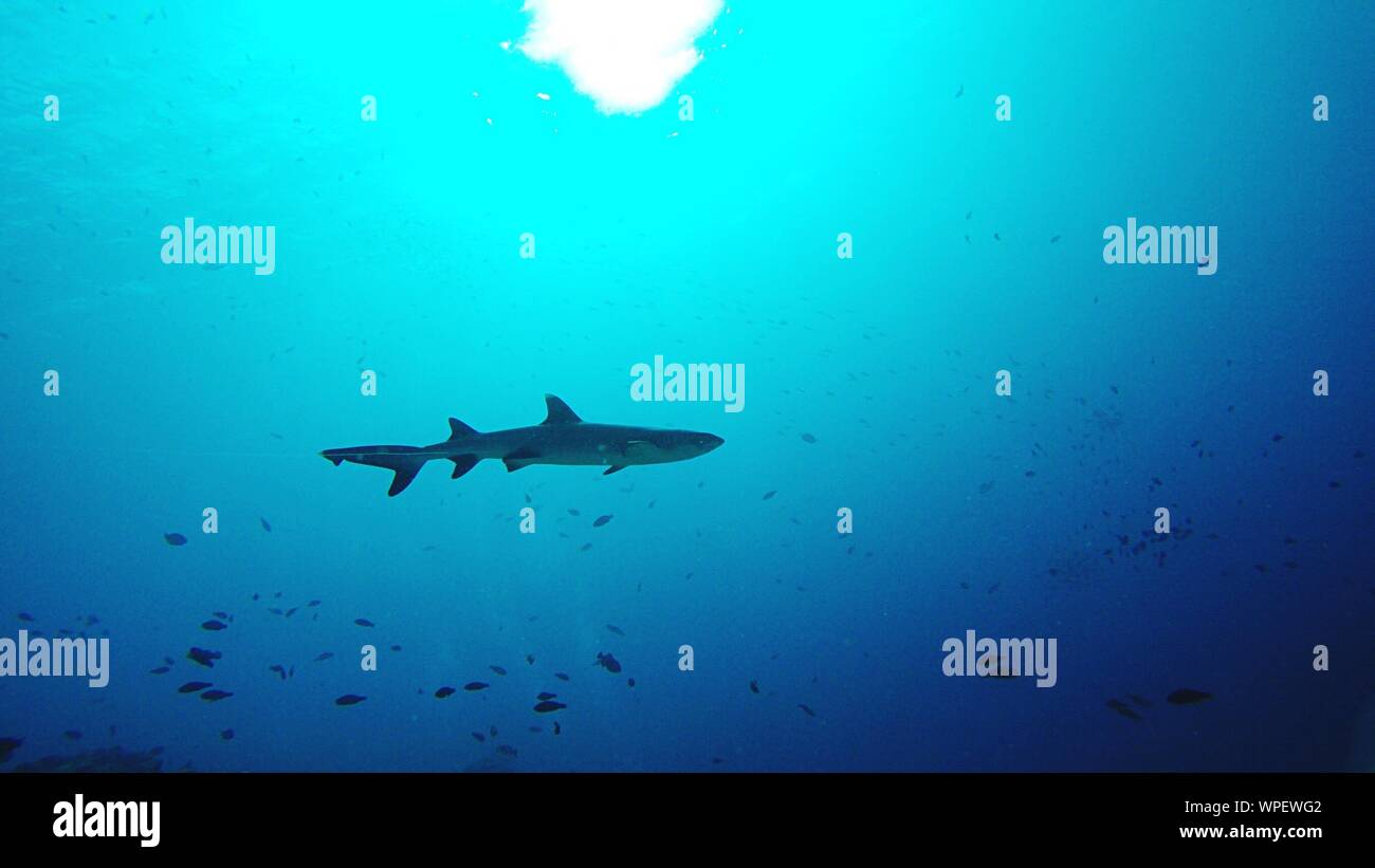 Oceanic animals hi-res stock photography and images - Alamy