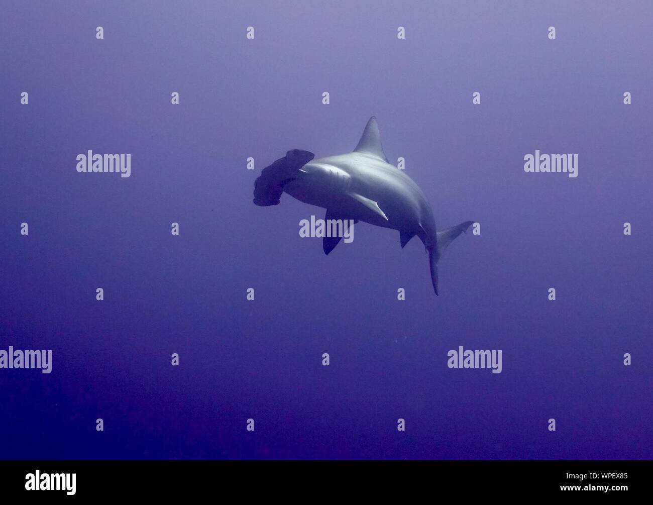 Fish catching underwater hi-res stock photography and images - Alamy