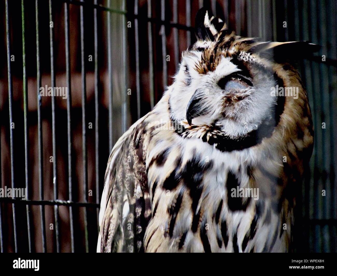 Owl Cage High Resolution Stock Photography and Images - Alamy