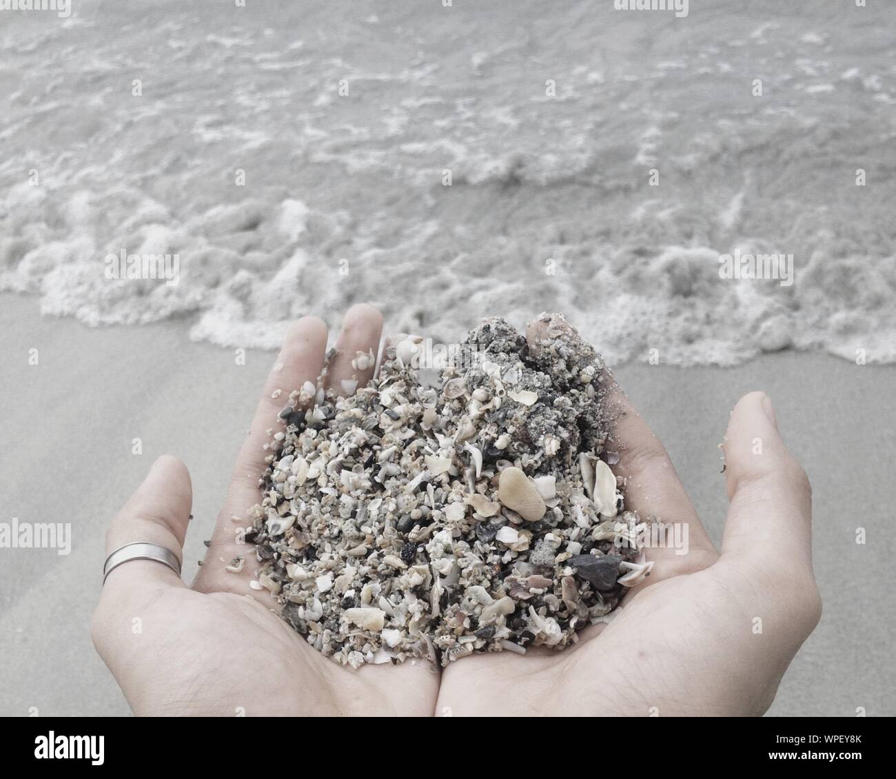 Image of sea shells hi-res stock photography and images - Alamy