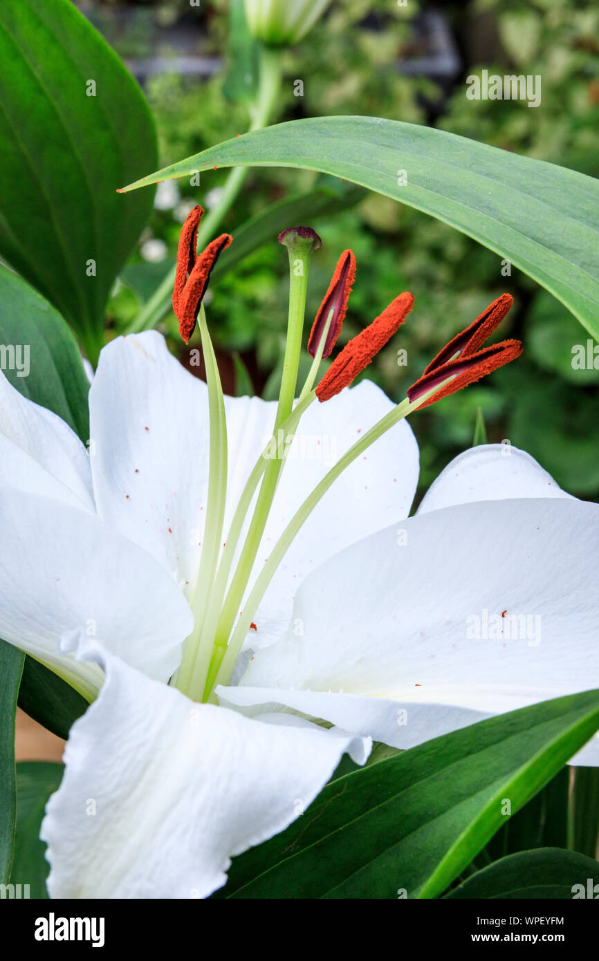 White lily stamens pollen hi-res stock photography and images - Alamy