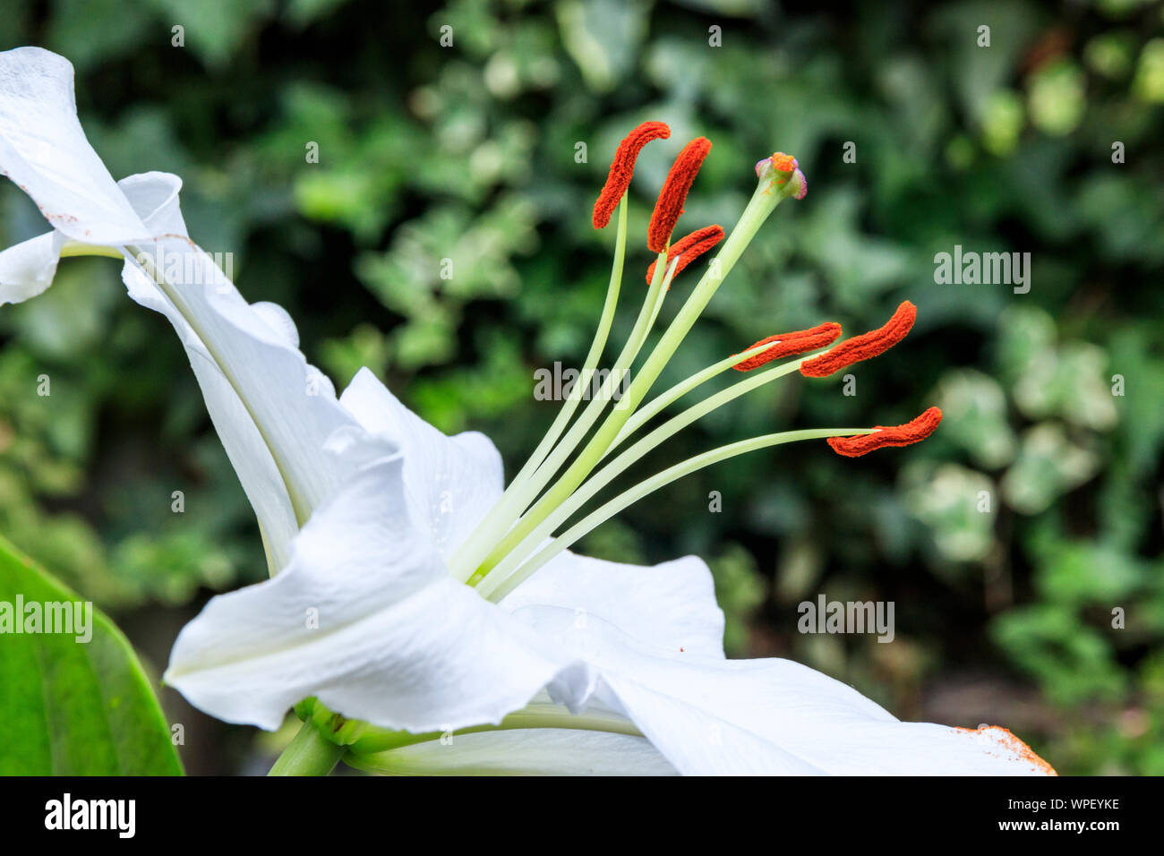 White lily stamens pollen hi-res stock photography and images - Alamy