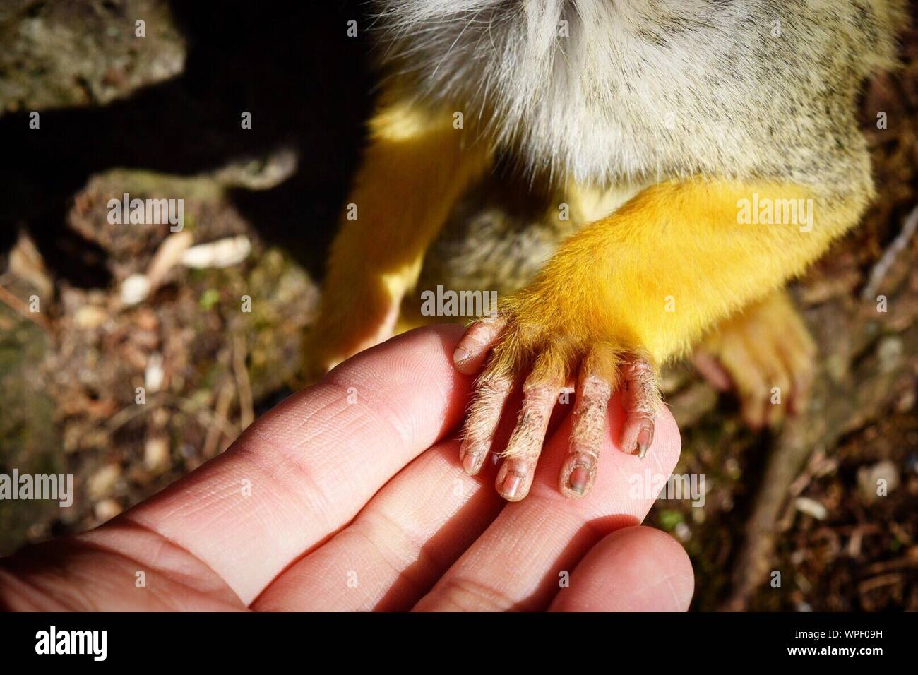 Human monkey hands hi-res stock photography and images - Alamy
