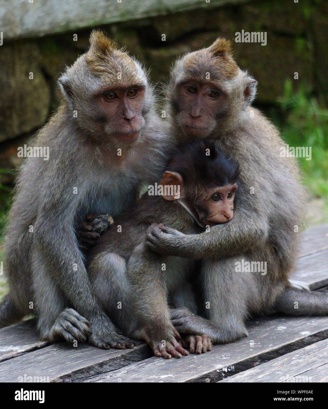 Monkey sitting on table hi-res stock photography and images - Alamy