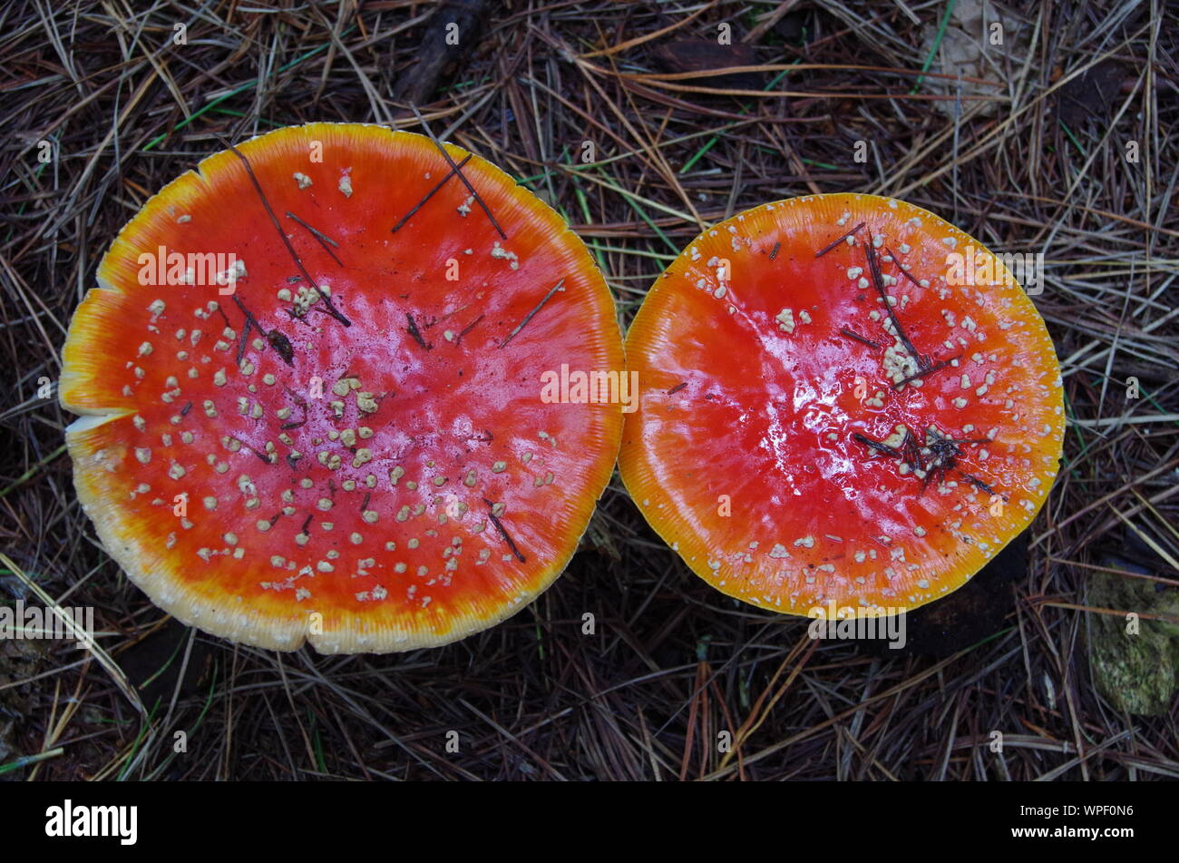 Red mushroom Liberty Cap. Te Araroa Trail. Island Bush Track. Southland ...