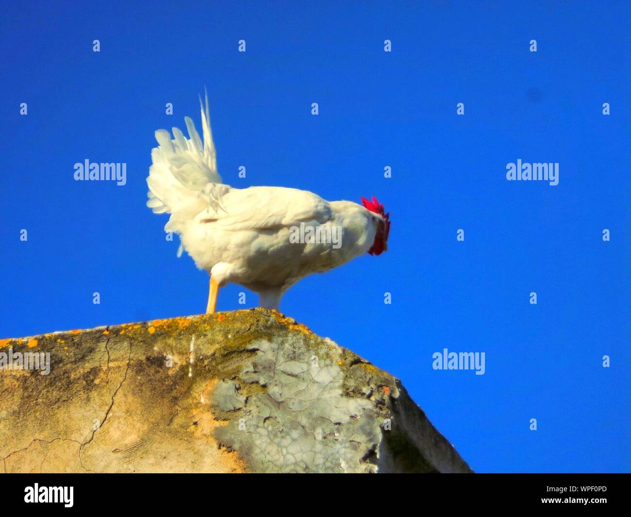 Retaining Livestock High Resolution Stock Photography and Images - Alamy