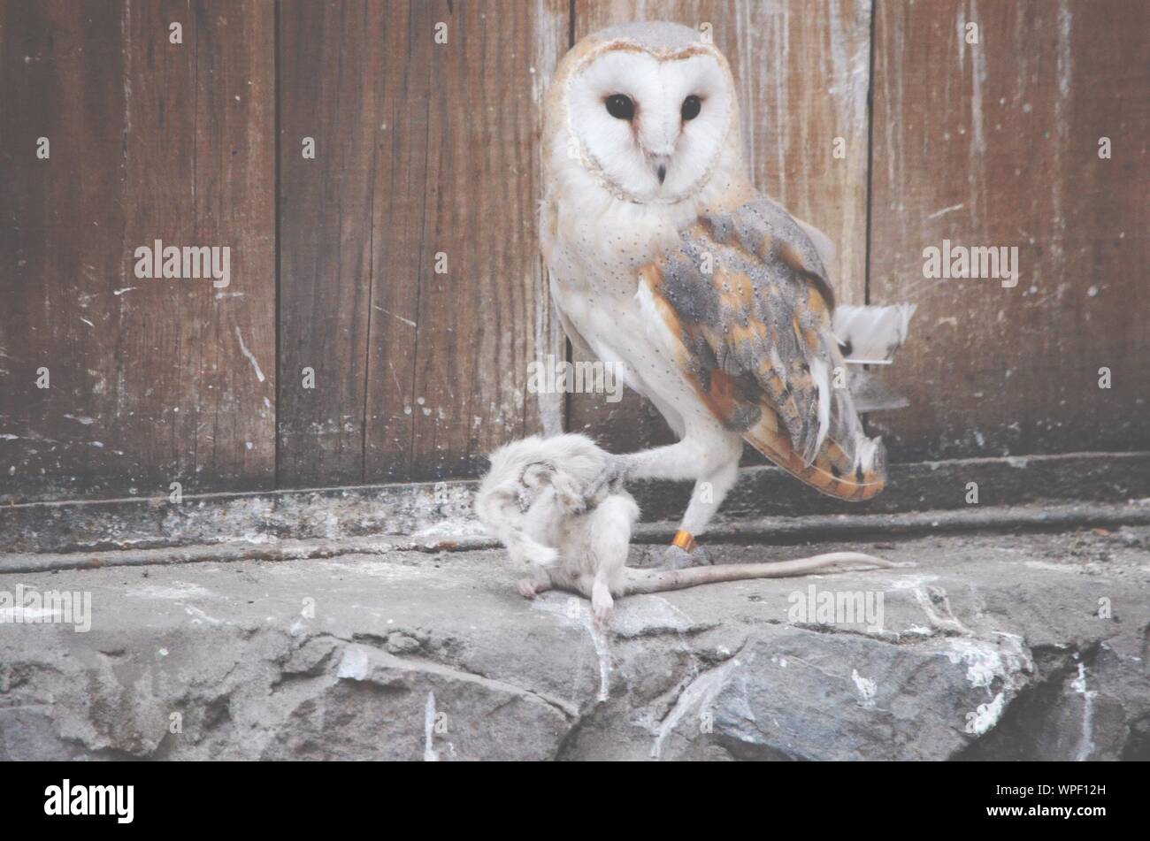 Dead Owl High Resolution Stock Photography and Images - Alamy
