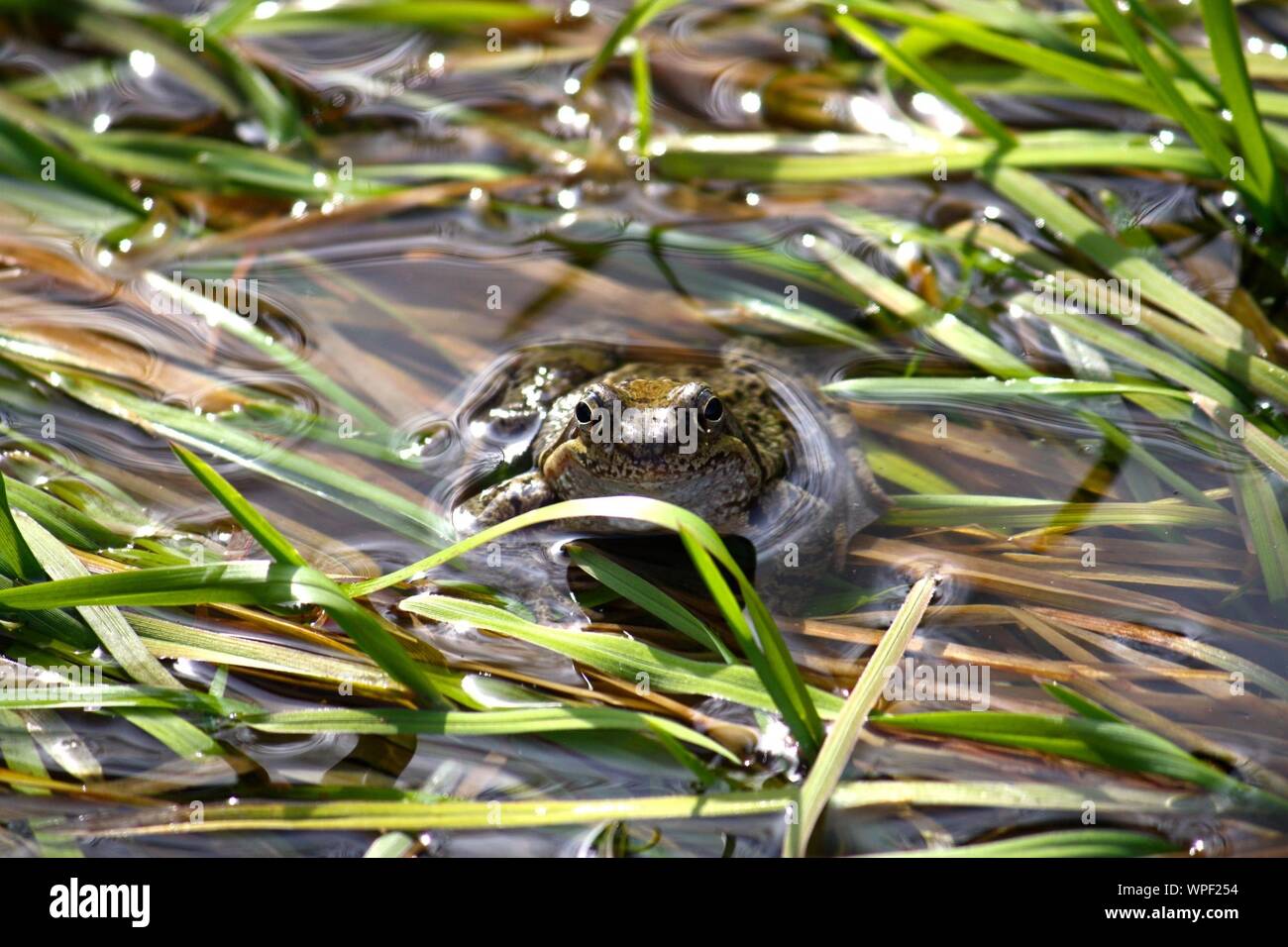 Turtle hiding hi-res stock photography and images - Alamy