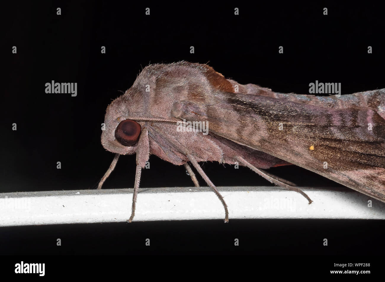 Macro Photography of Moth Isolated on Black Background Stock Photo - Alamy