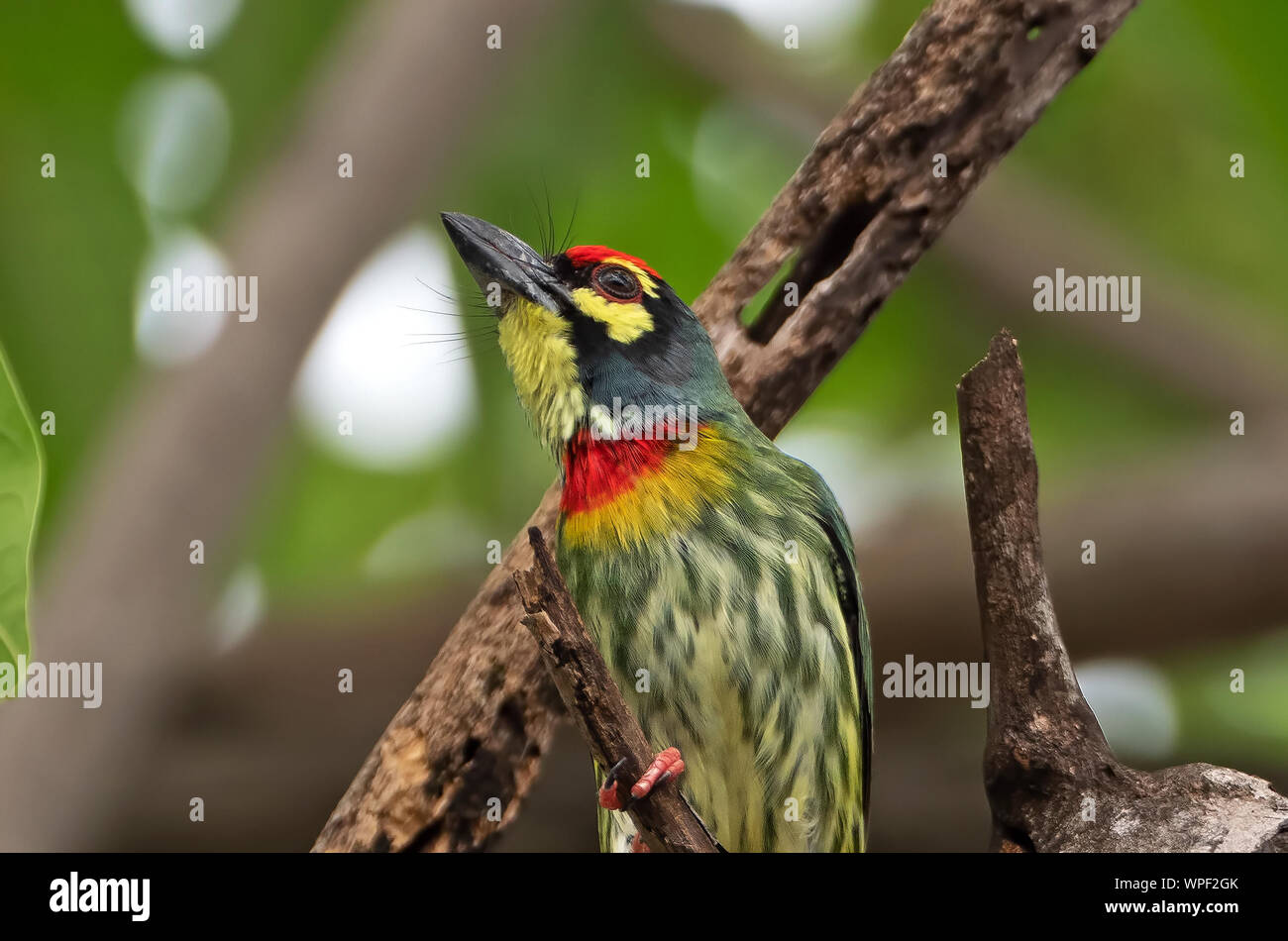 Closeup Coppersmith Barbet Bird Perched on Branch Isolated on ...