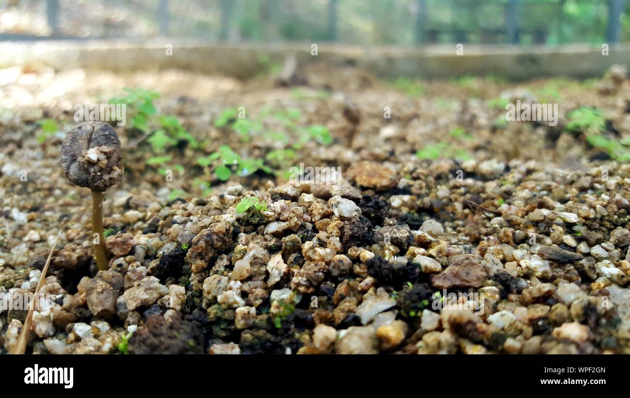 Coffee bean sprout hi-res stock photography and images - Alamy