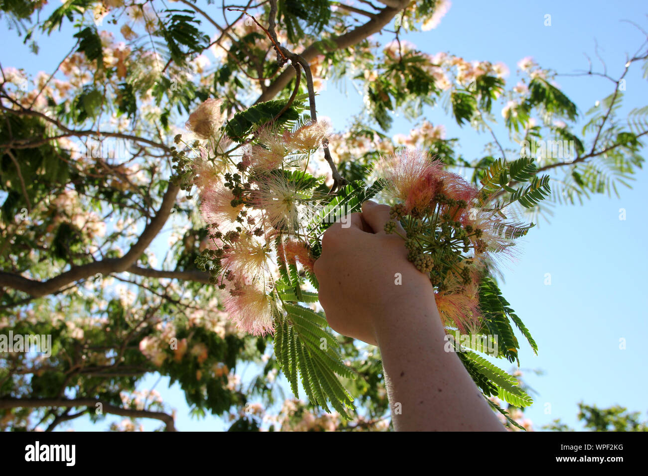 Hand holding tree branch hi-res stock photography and images - Alamy