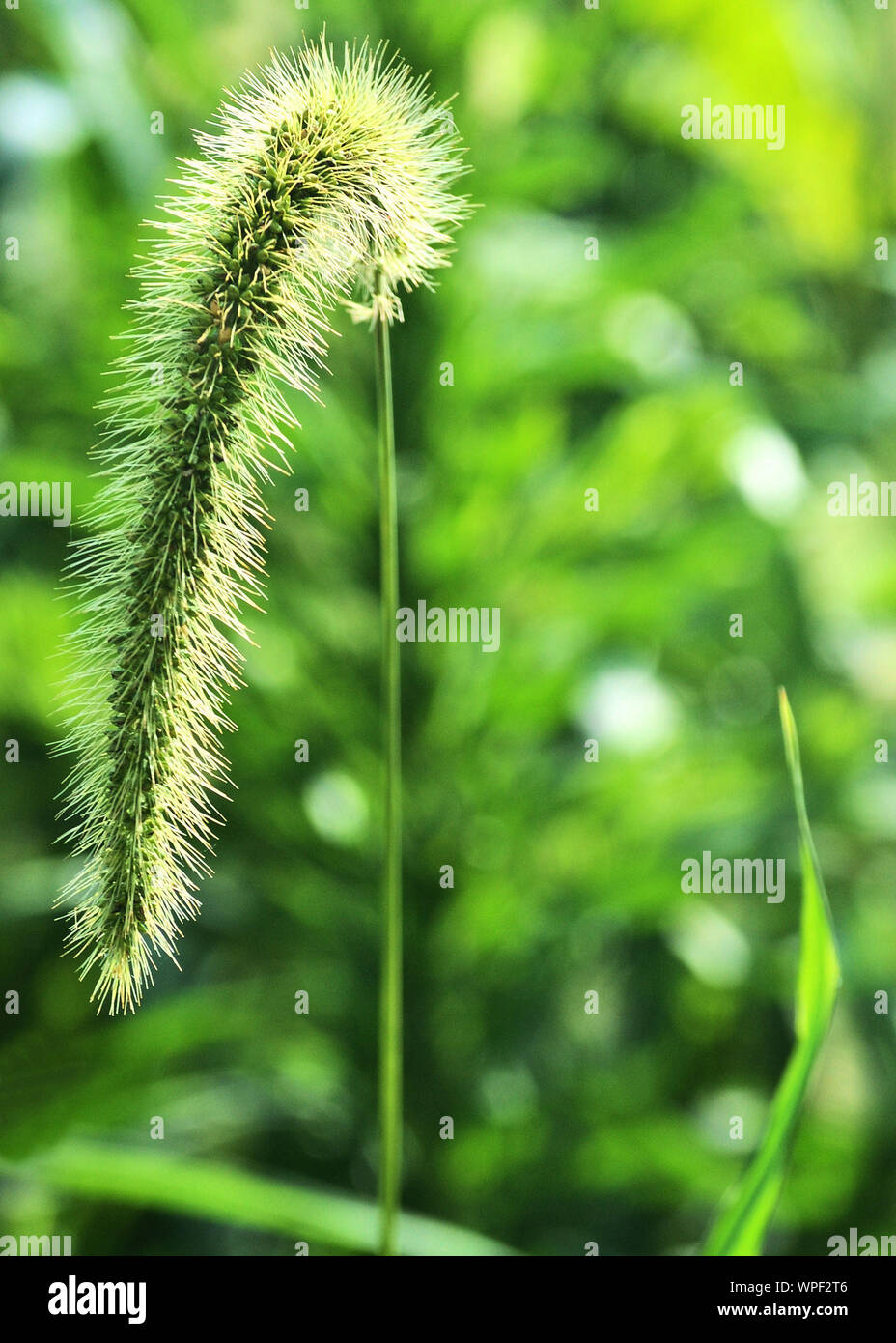Wispy Evergreen Plant