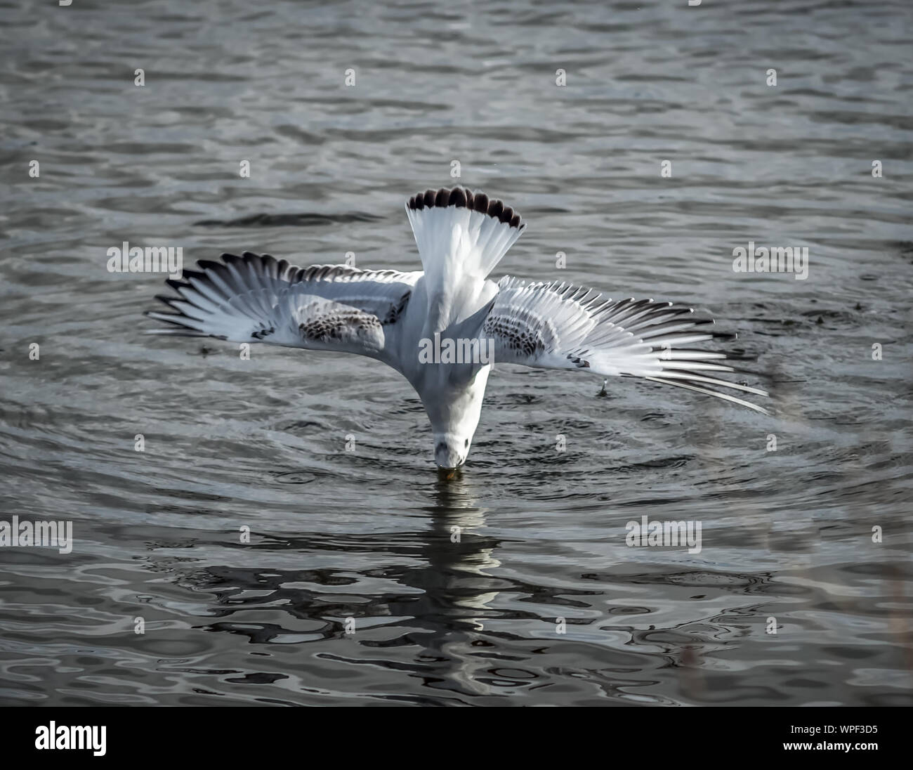 Bird fishing hi-res stock photography and images - Alamy