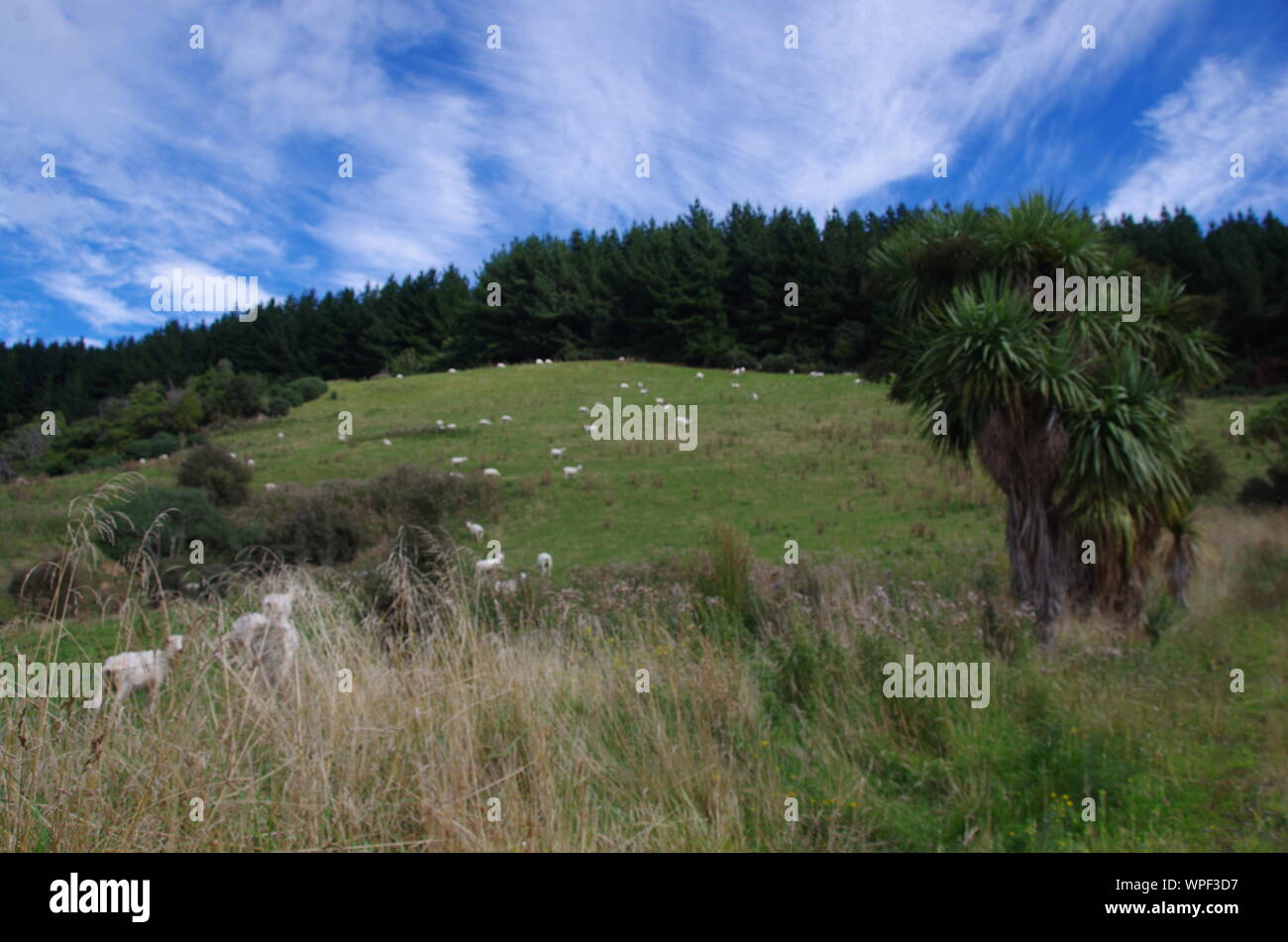 Te Araroa Trail. Island Bush Track. Southland. South Island. New ...