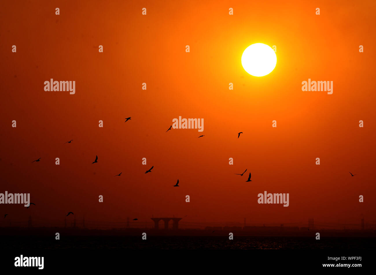 Kuwait City, Kuwait. 7th Sep, 2019. Birds fly at sunset in Kuwait City ...