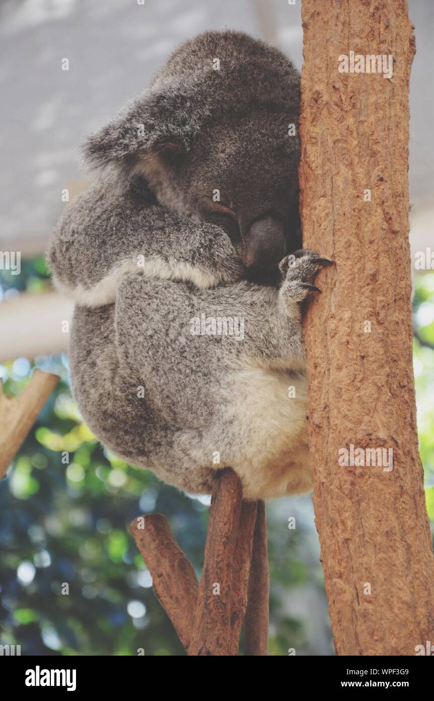 Koala Sleeping Tree High Resolution Stock Photography and Images - Alamy