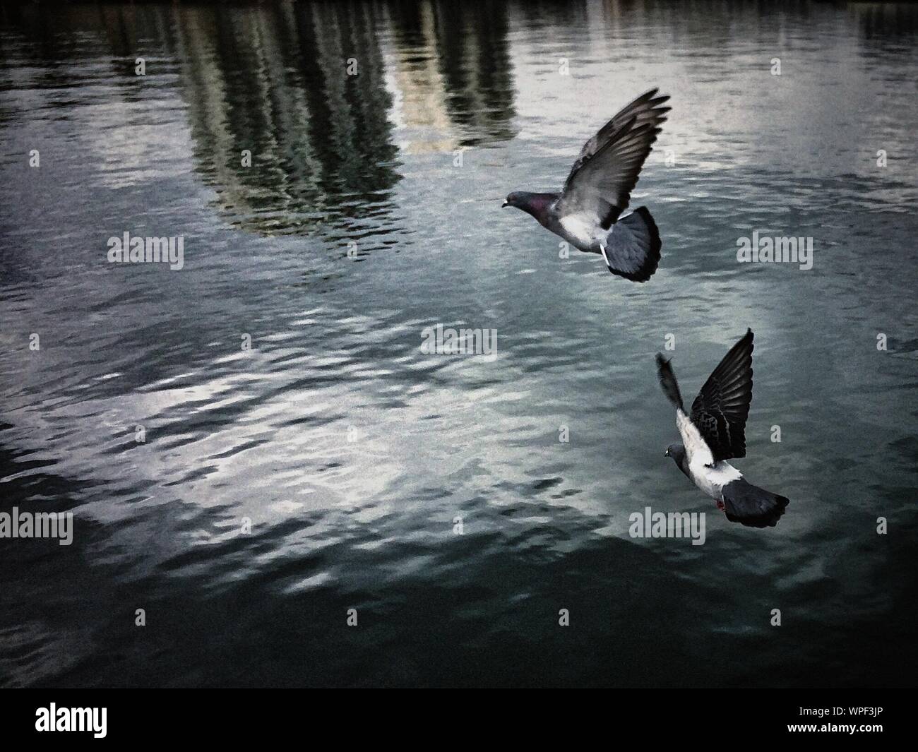 Pigeons flying hi-res stock photography and images - Alamy