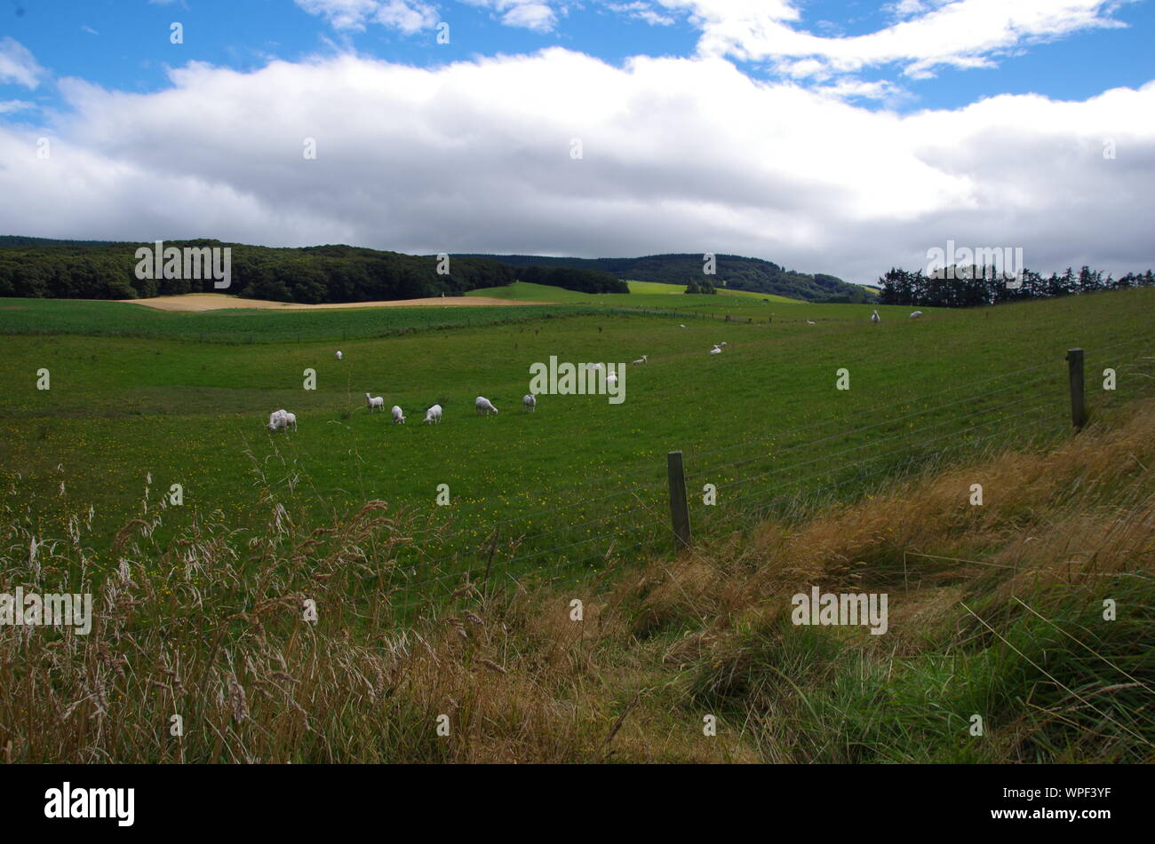 Te Araroa Trail. Island Bush Track. Southland. South Island. New ...