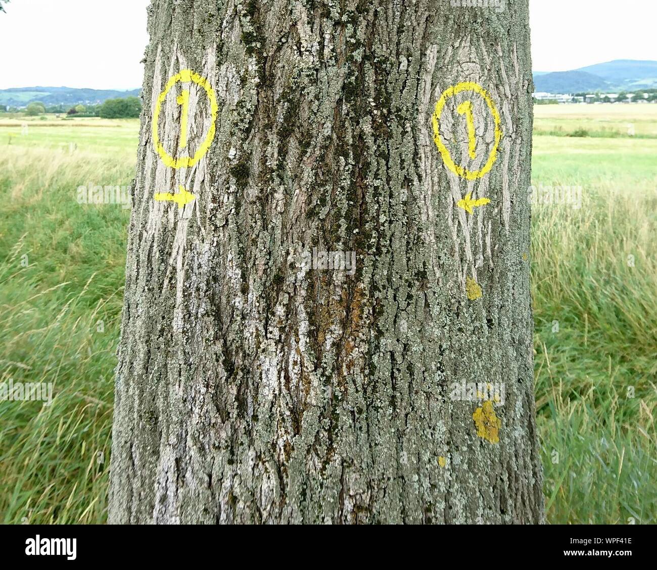 Tree markings hi-res stock photography and images - Alamy