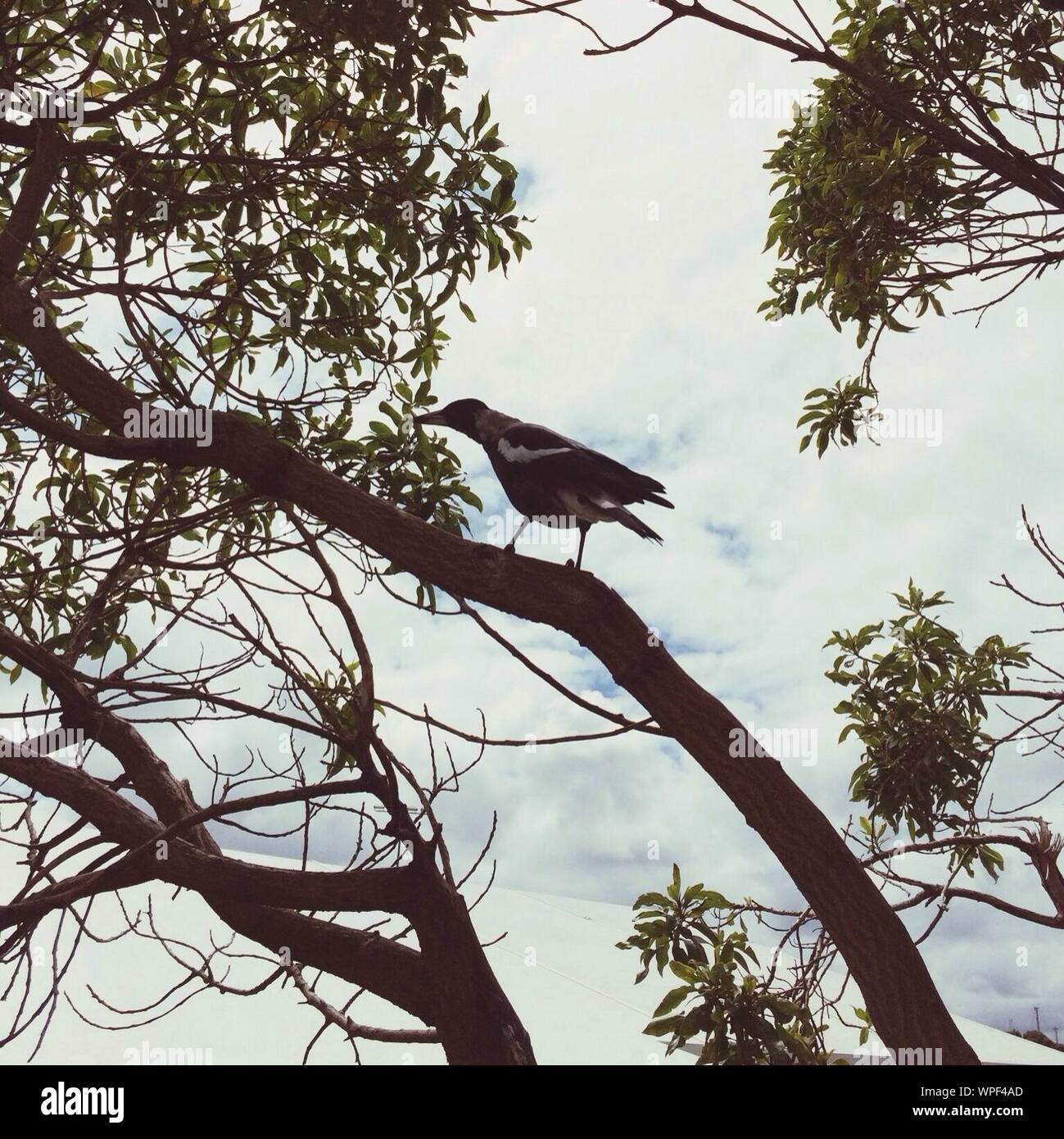 Tui branch hi-res stock photography and images - Alamy