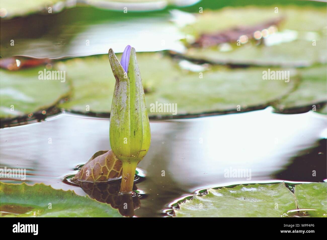Green lily bud hi-res stock photography and images - Alamy