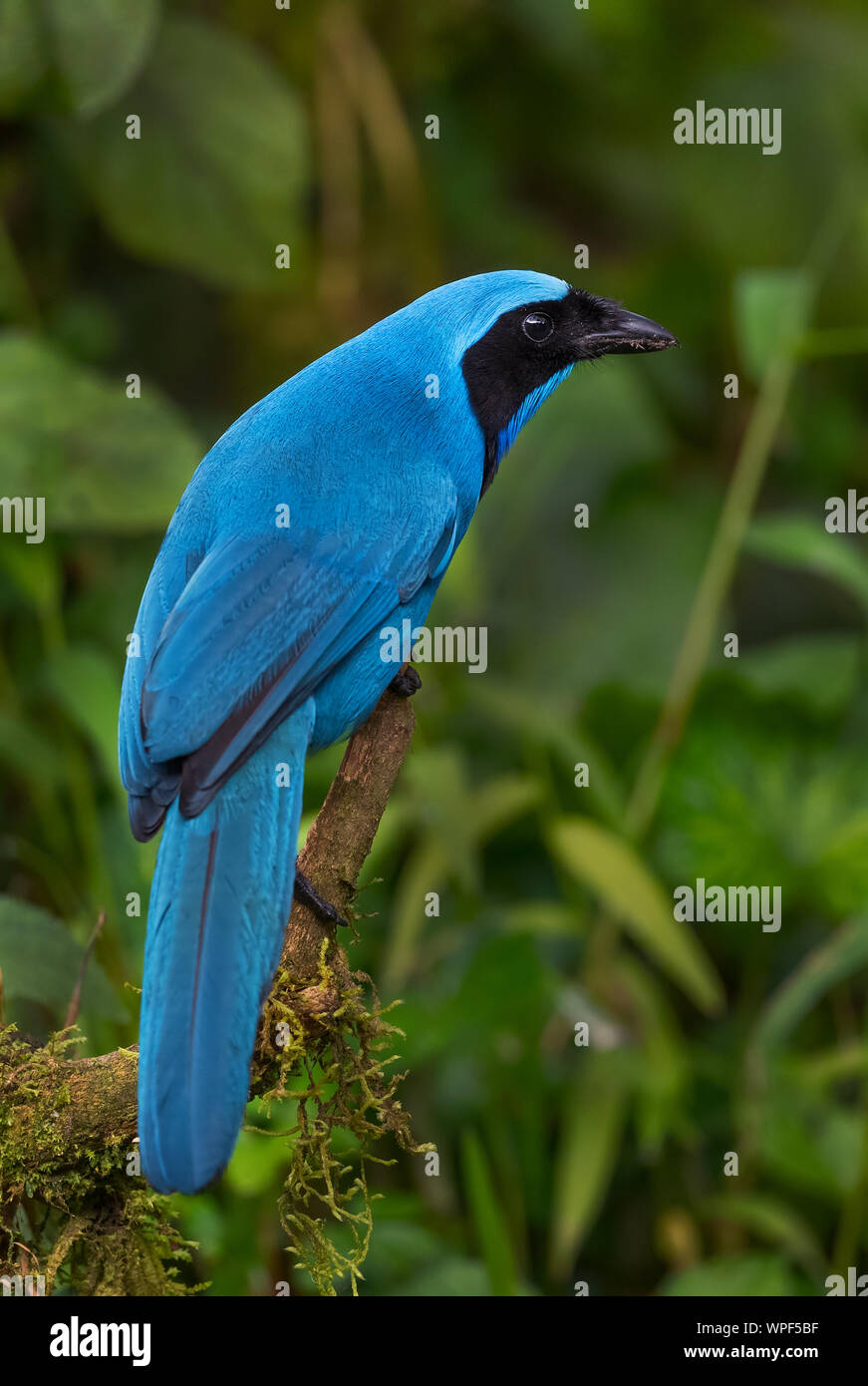 Turquoise Jay - Cyanolyca turcosa, beautiful blue jay from Andean ...