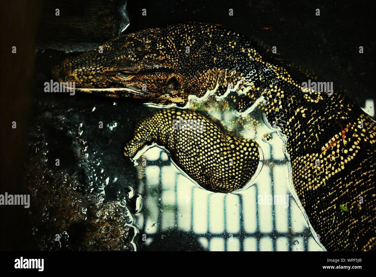 Monitor lizard view hi-res stock photography and images - Alamy
