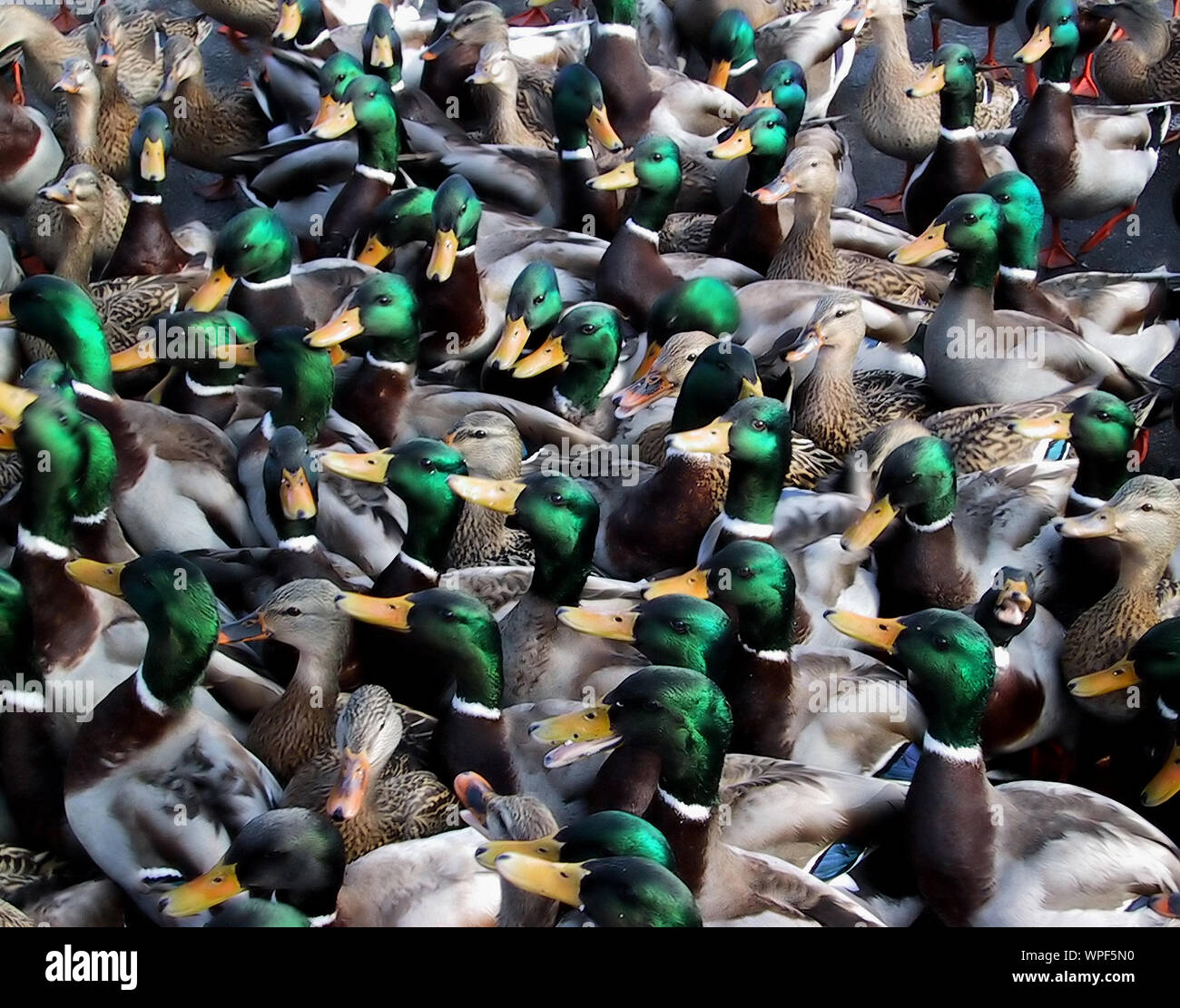 Close up detail birds hi-res stock photography and images - Alamy