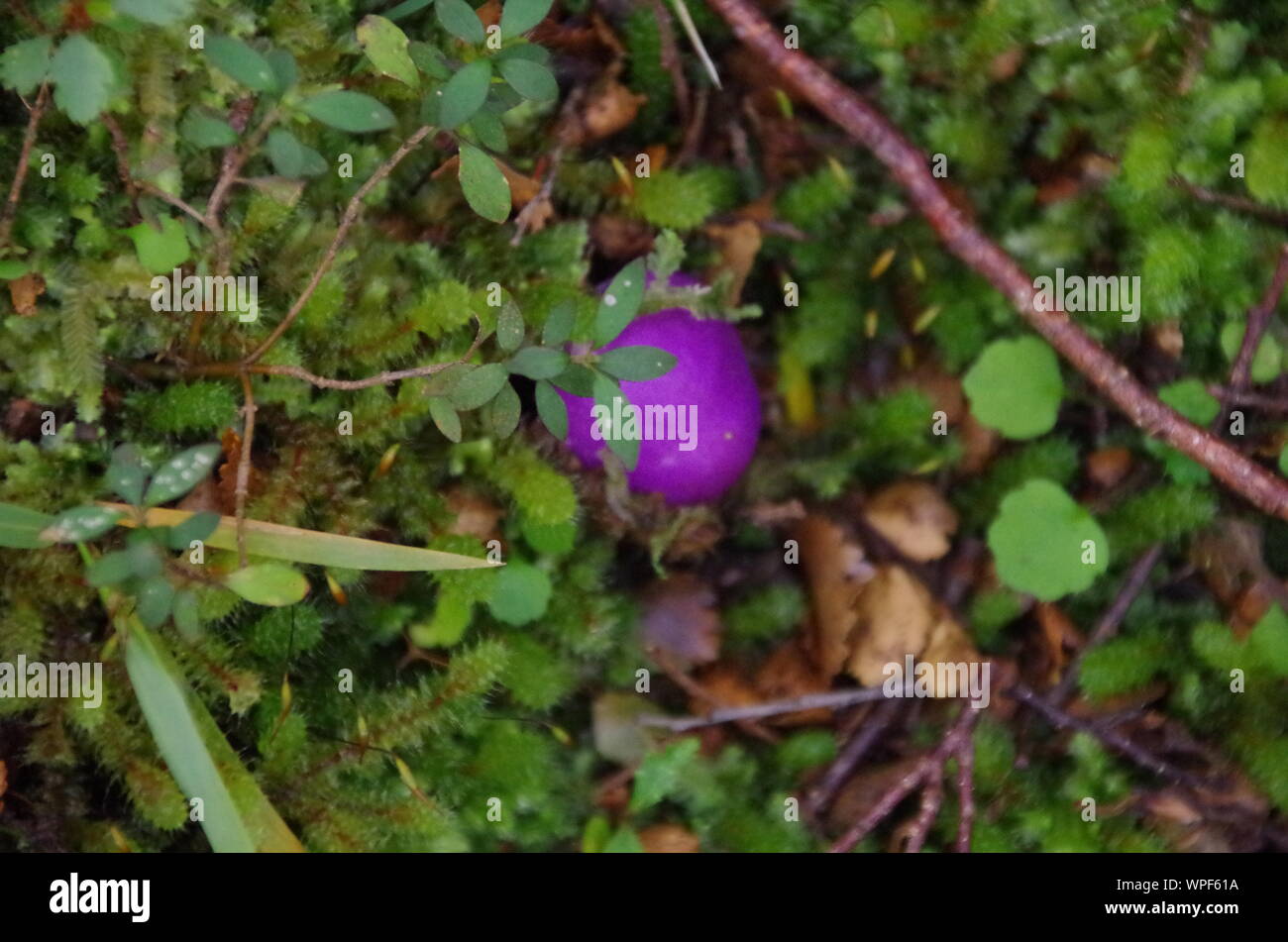 Purple pouch fungus cortinarius porphyroideus hi-res stock photography ...