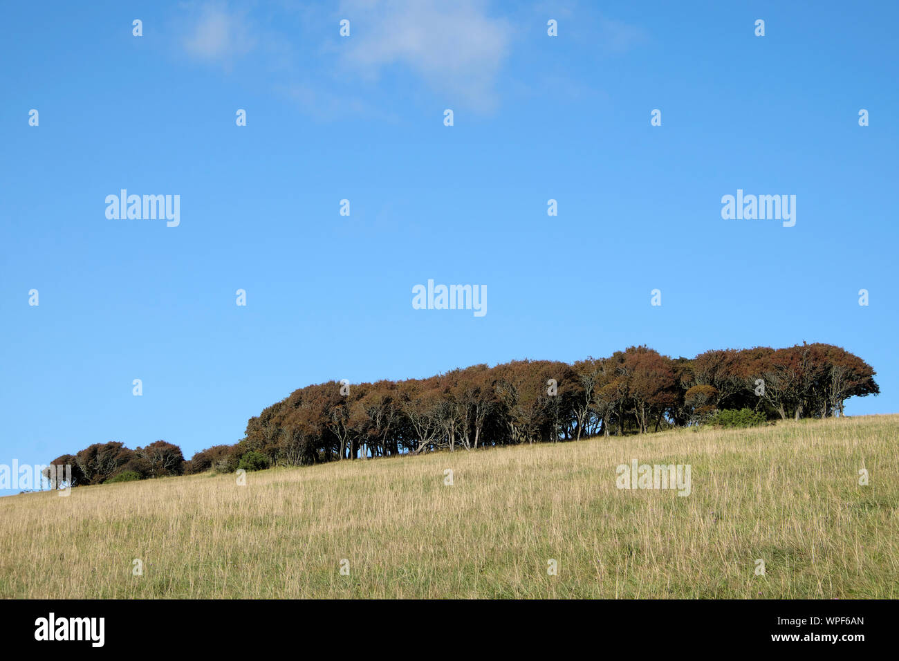 Copse of trees, uk hi-res stock photography and images - Alamy