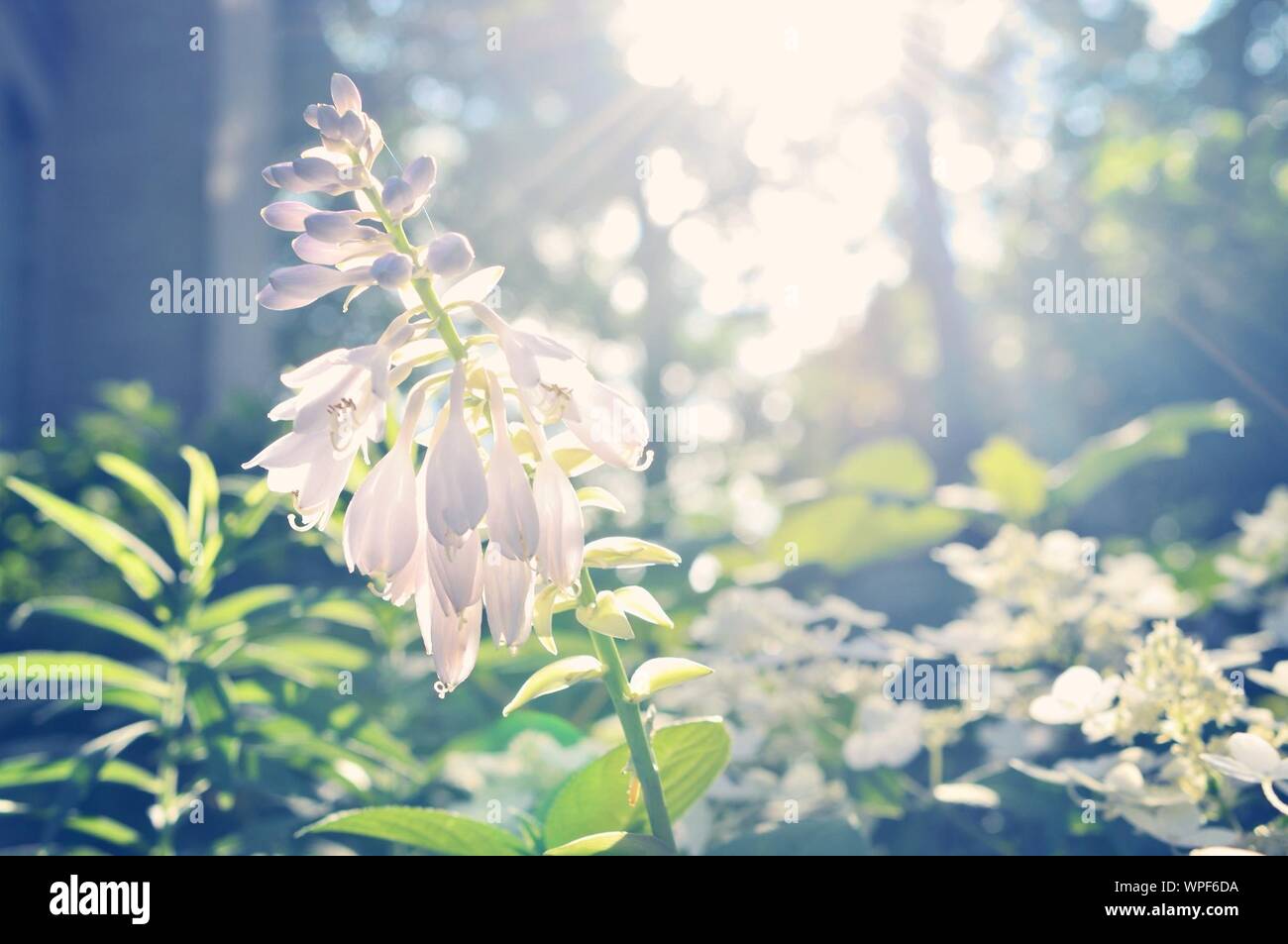 Sun Shining Through Flowers High Resolution Stock Photography and ...