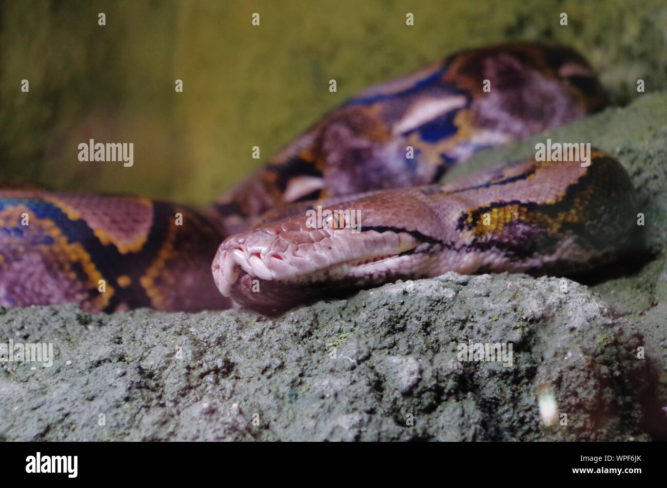 Snake alert hi-res stock photography and images - Alamy