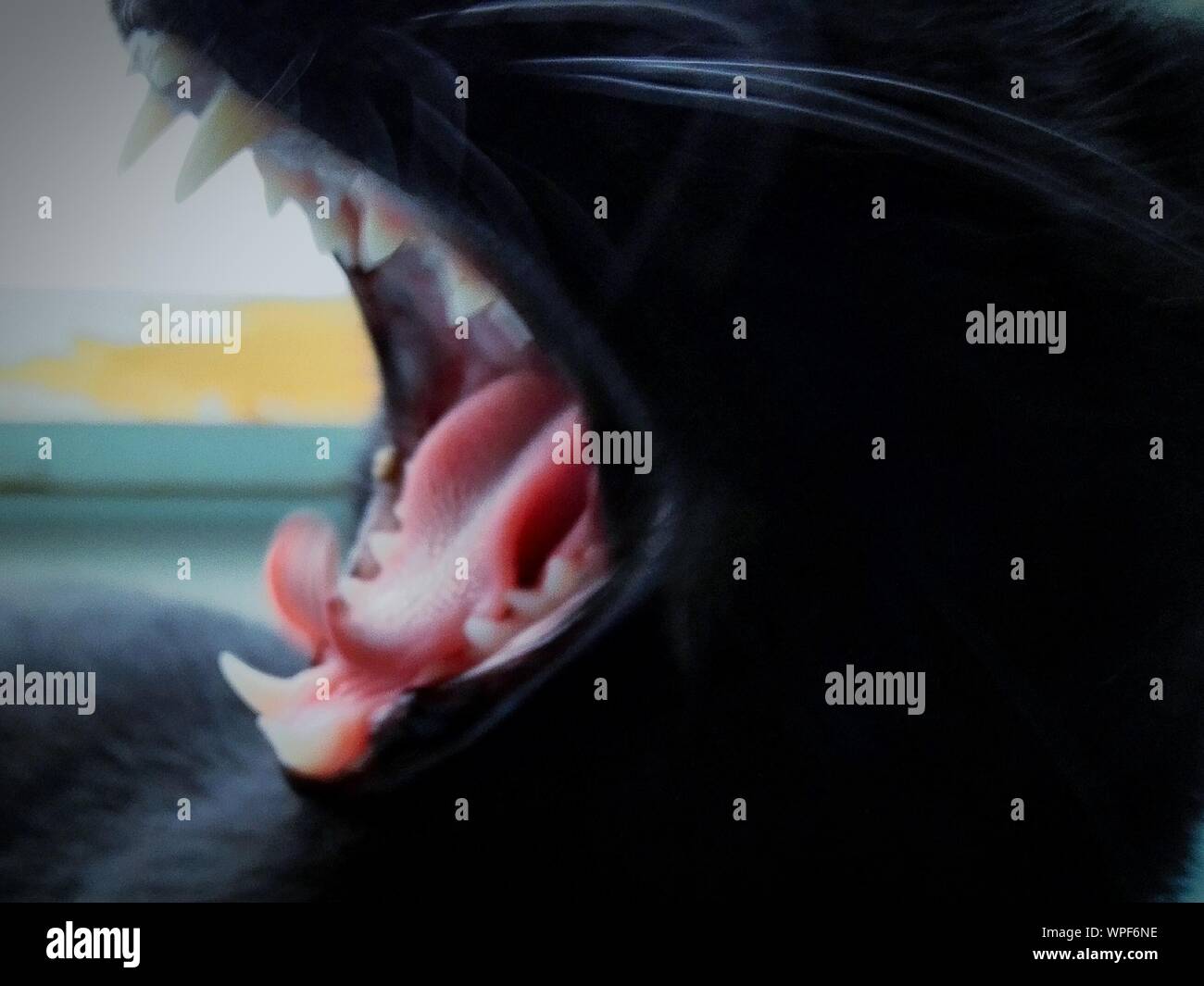 Yawing animal hi-res stock photography and images - Alamy