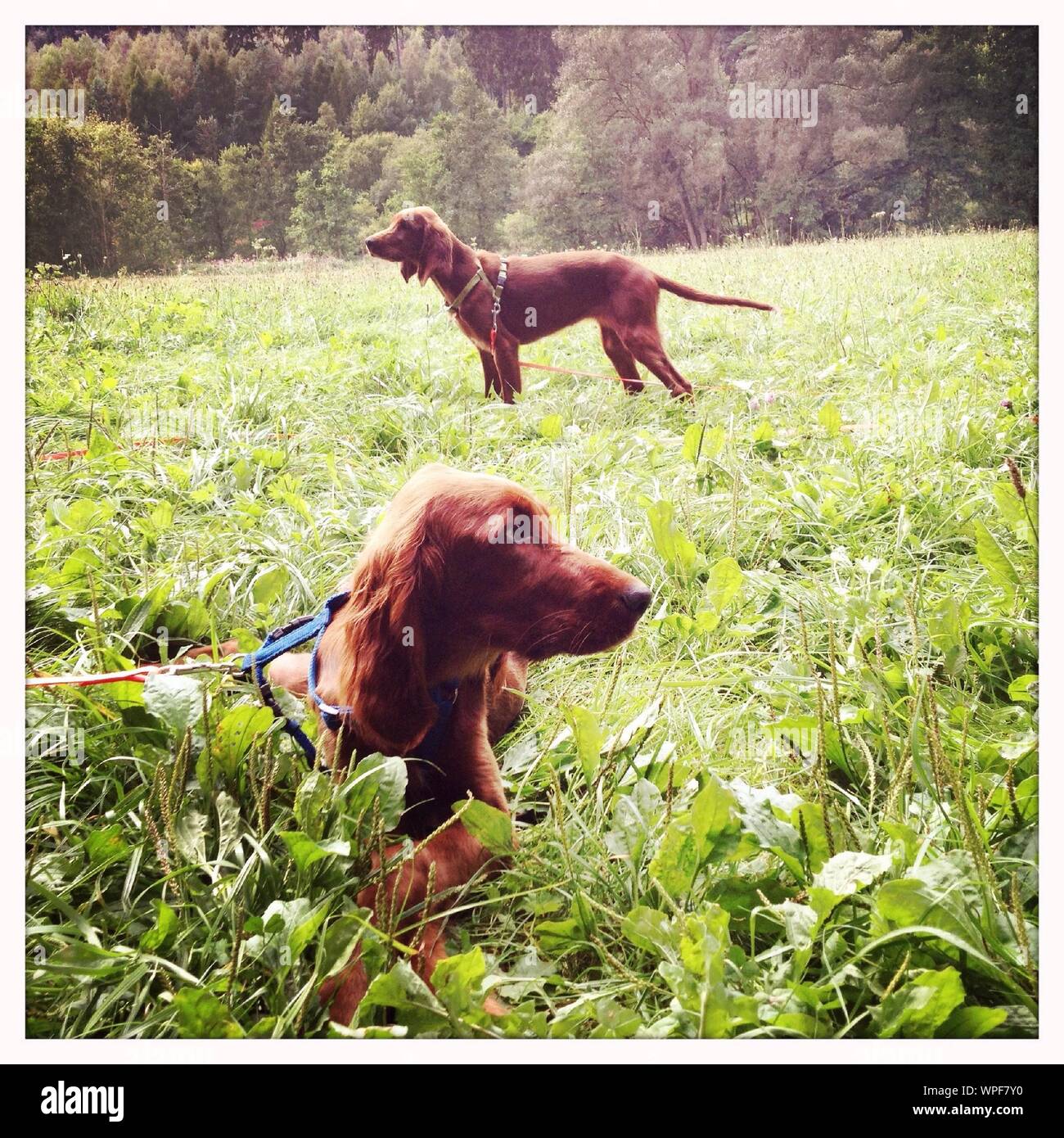 Dogs in field hi-res stock photography and images - Alamy