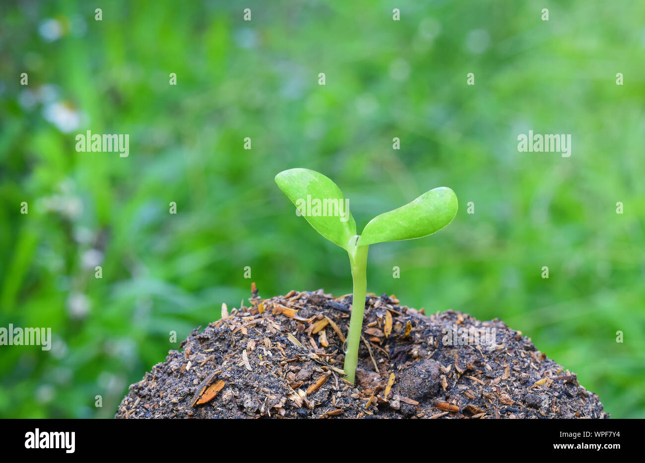 Seeds tree sprouting hi-res stock photography and images - Alamy