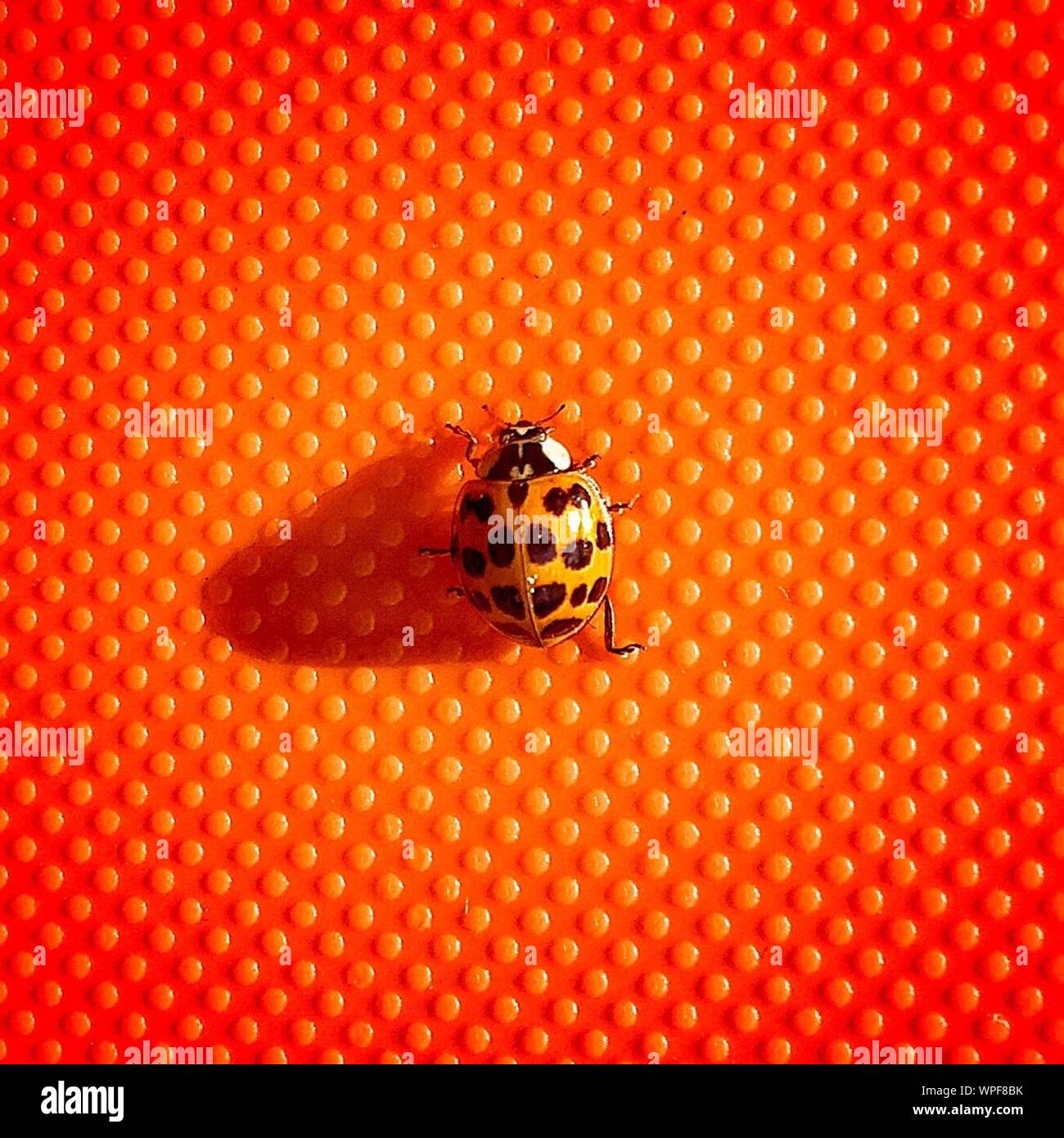 Orange spotted ladybug hi-res stock photography and images - Alamy