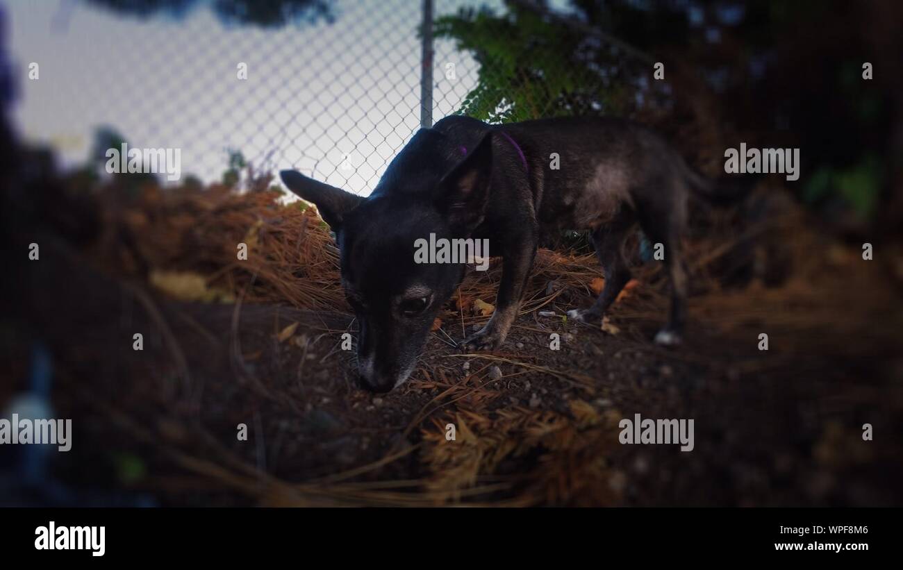 Smelling the ground hi-res stock photography and images - Alamy