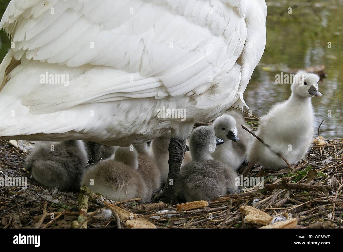 Cygnets at nest hi-res stock photography and images - Alamy