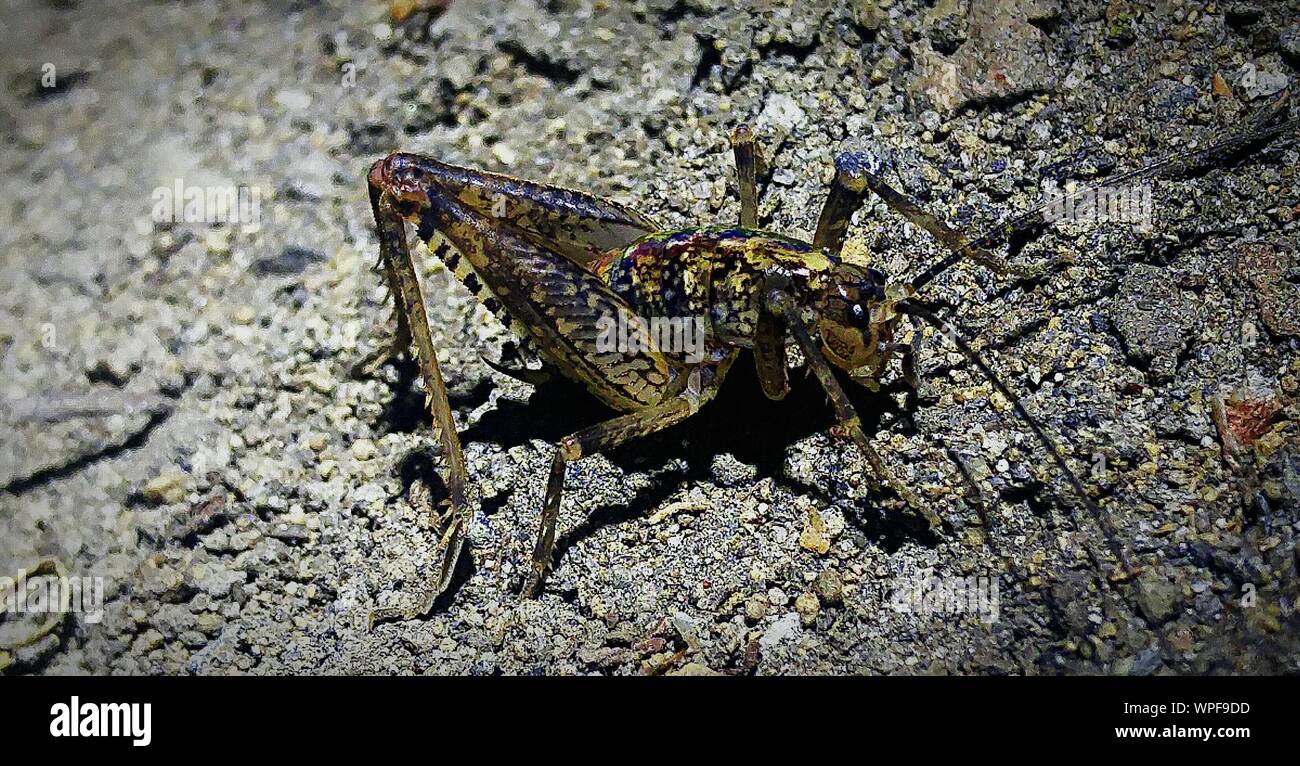 Field Cricket Insect High Resolution Stock Photography and Images - Alamy