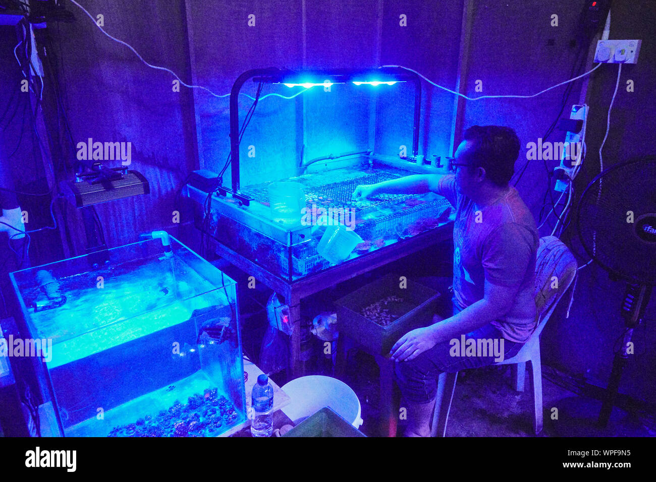 Expert in marine life growing corals, reefs and fish for hobby ...