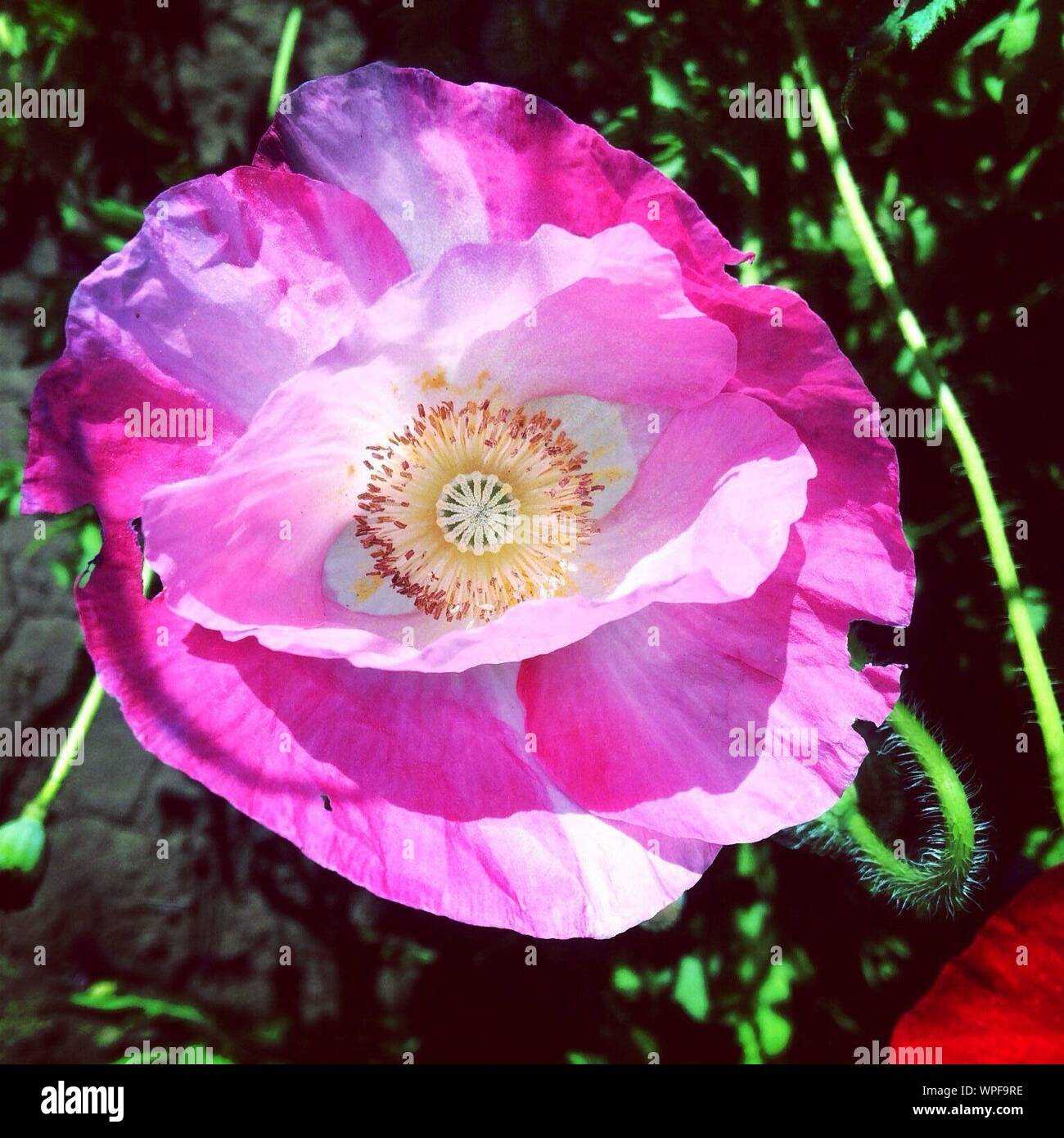 Full flower head hi-res stock photography and images - Alamy