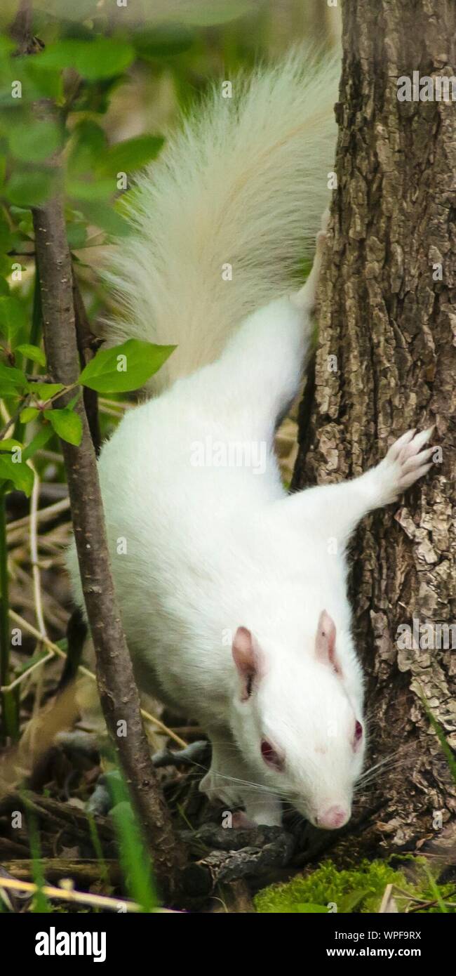 White squirrel tree hi-res stock photography and images - Alamy