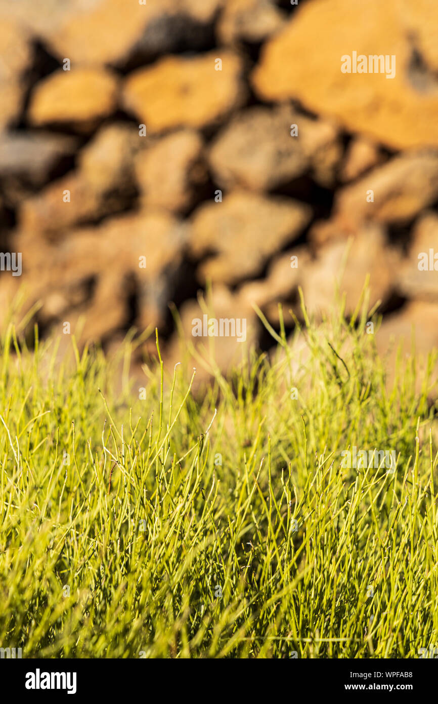 Abstract image of green stalks in front of out of focus stone wall ...